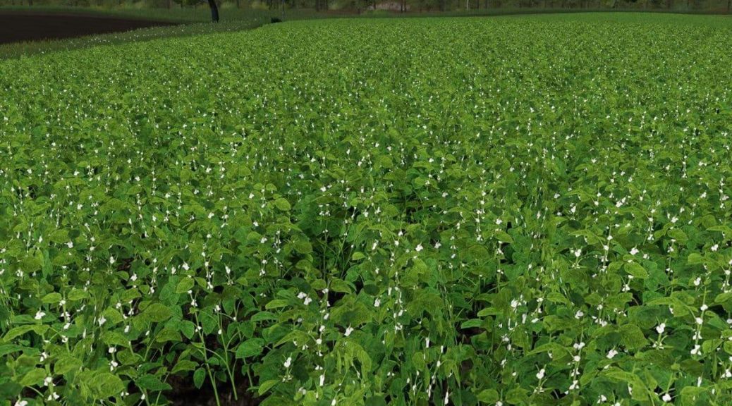 Modified soy texture v1.0 Mod - Farming Simulator 2022 / 19 mod